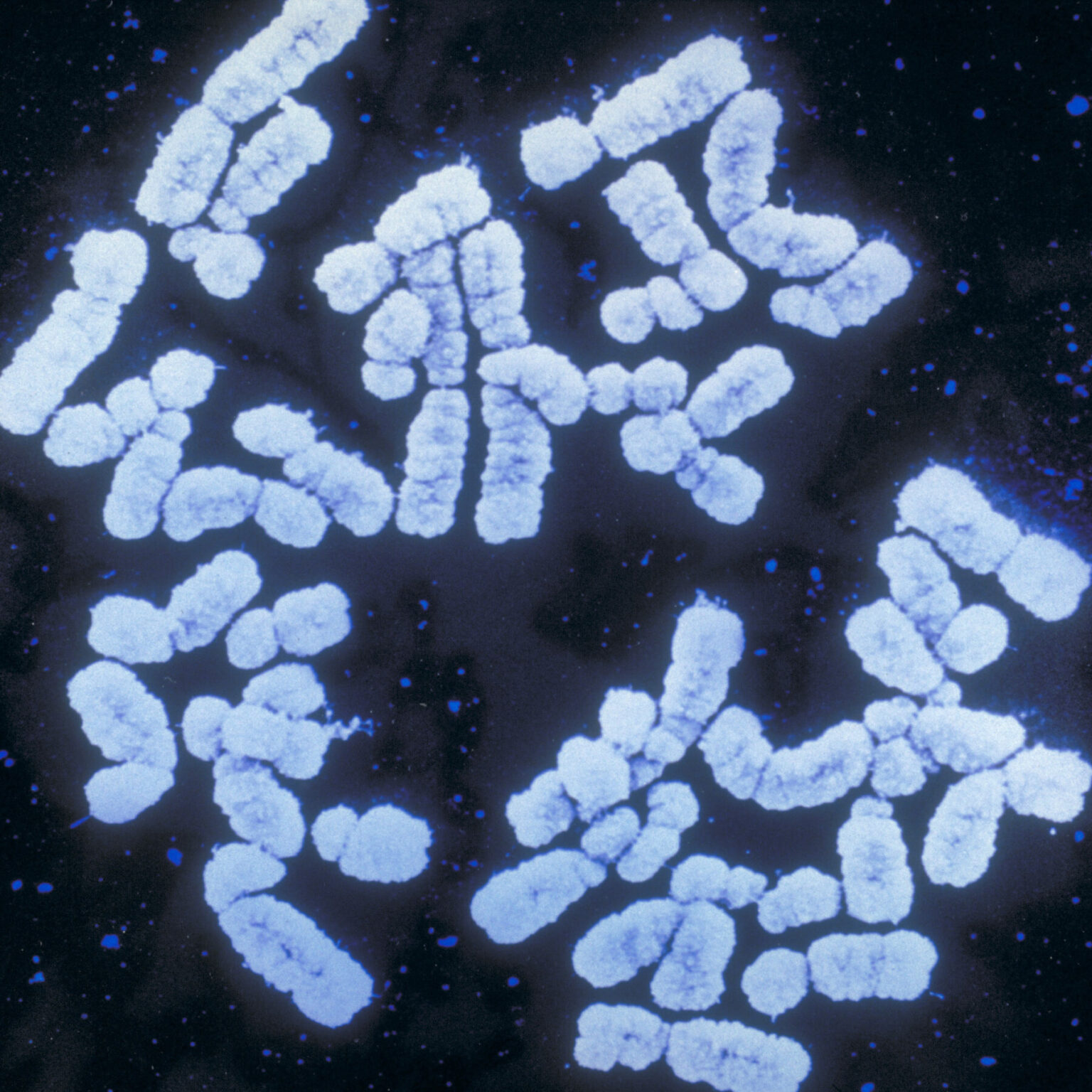 Genetic Scores are Booming. But Will Anti-Discrimination Laws Cover ...